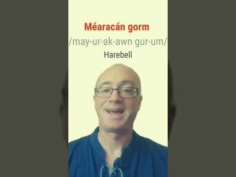 How to say Harebell in Irish. #bitesizeirish