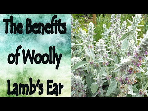 Benefits of Woolly Lamb's Ear (Stachys Byzantina)