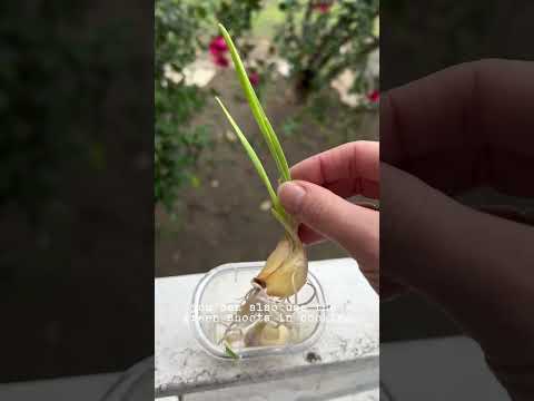How to grow garlic at homeπ§#howtowithjessie
