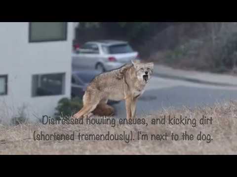 Anxious and Scared for HIS Safety | Coyote Yipps