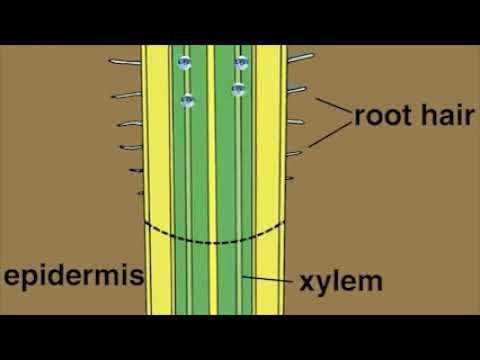 Process of Osmosis in Plants