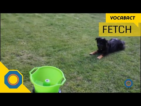 Fetch Meaning | VocabAct | NutSpace