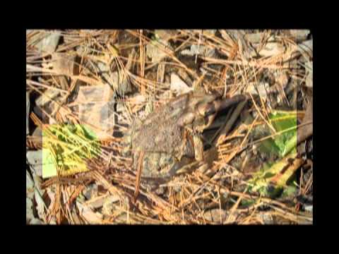 Frog Calls