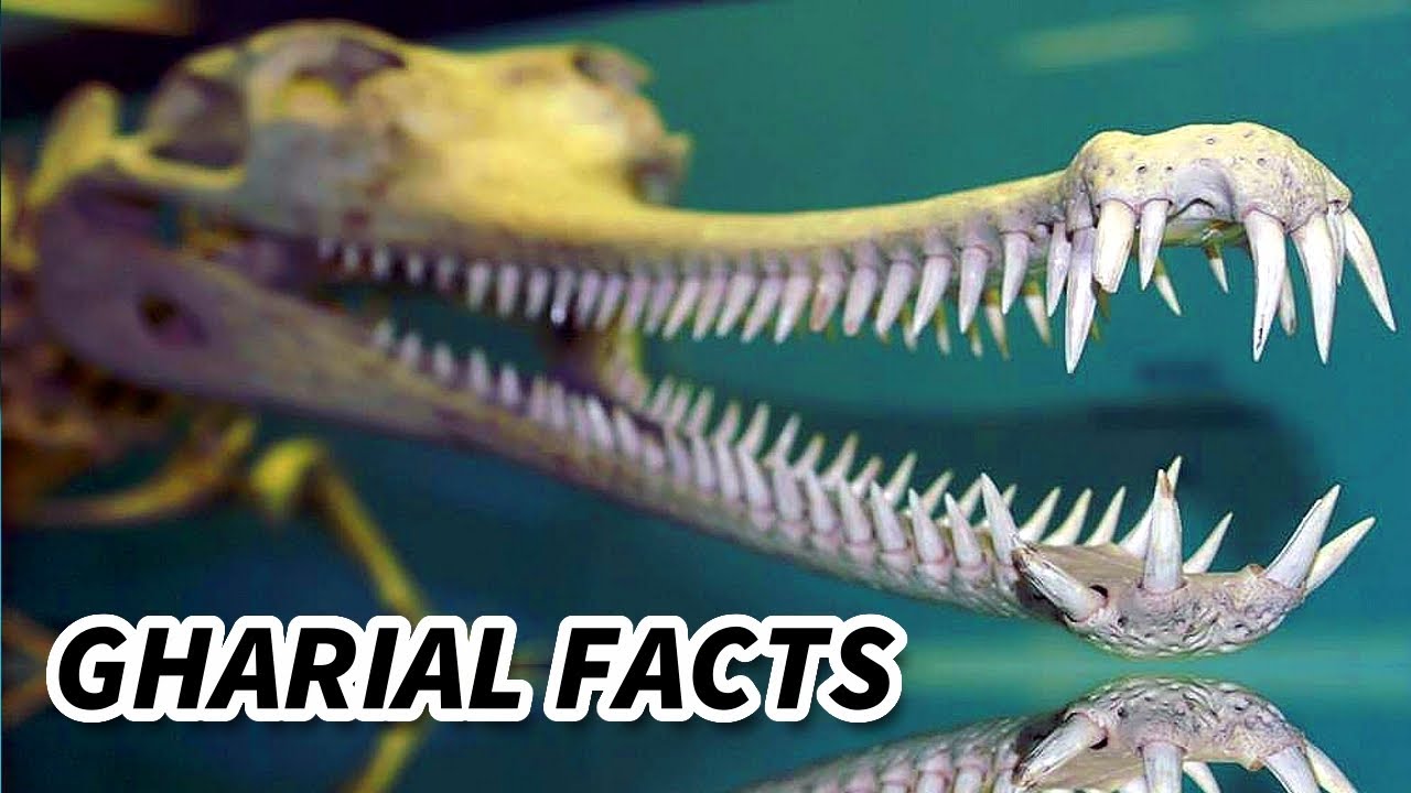 Gharial Facts: the SOUR CROCODILE | Animal Fact Files