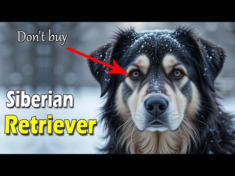 Don’t Buy This Dog Until You Know This! | Siberian Retriever (Husky Lab Mix) #huskydor #labhuskymix