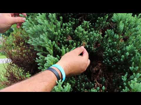 How to get rid of Bagworms, it's gross but works really well.