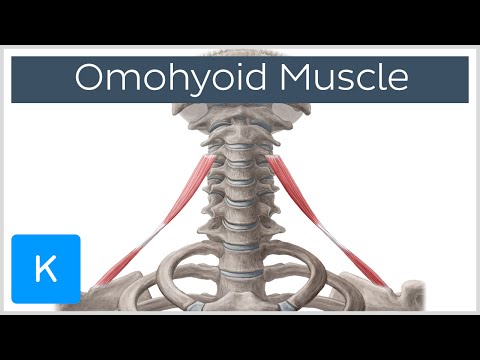 Omohyoid muscle - Origin, Insertion, Innervation & Function - Human Anatomy | Kenhub