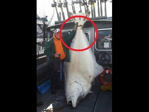 Man Catches A Record Giant 482 Pound Halibut In Alaska
