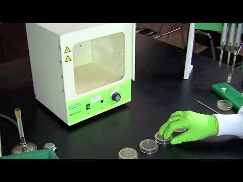 How To Perform a Bacterial Transformation