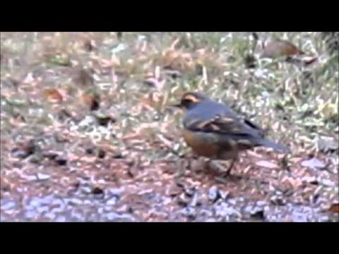The Varied Thrush