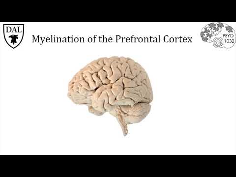 Tricky Topics: Myelination of the Prefrontal Cortex