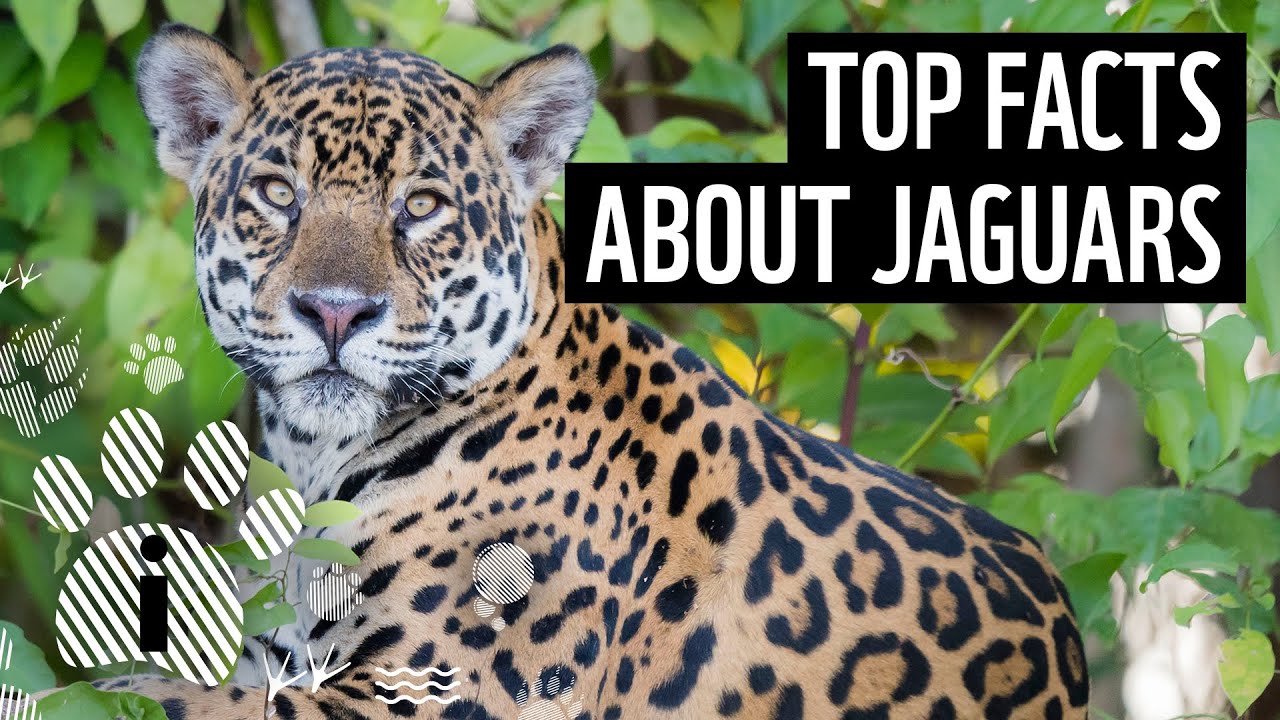 Top facts about jaguars | WWF