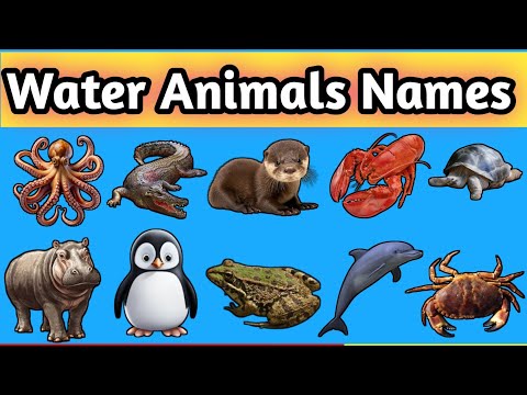 Water Animals Names In English And Hindi : #kidssong