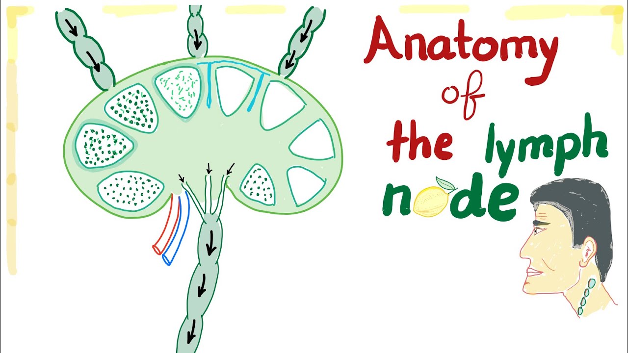 Anatomy of the Lymph Node - Best Explanation Ever ;)