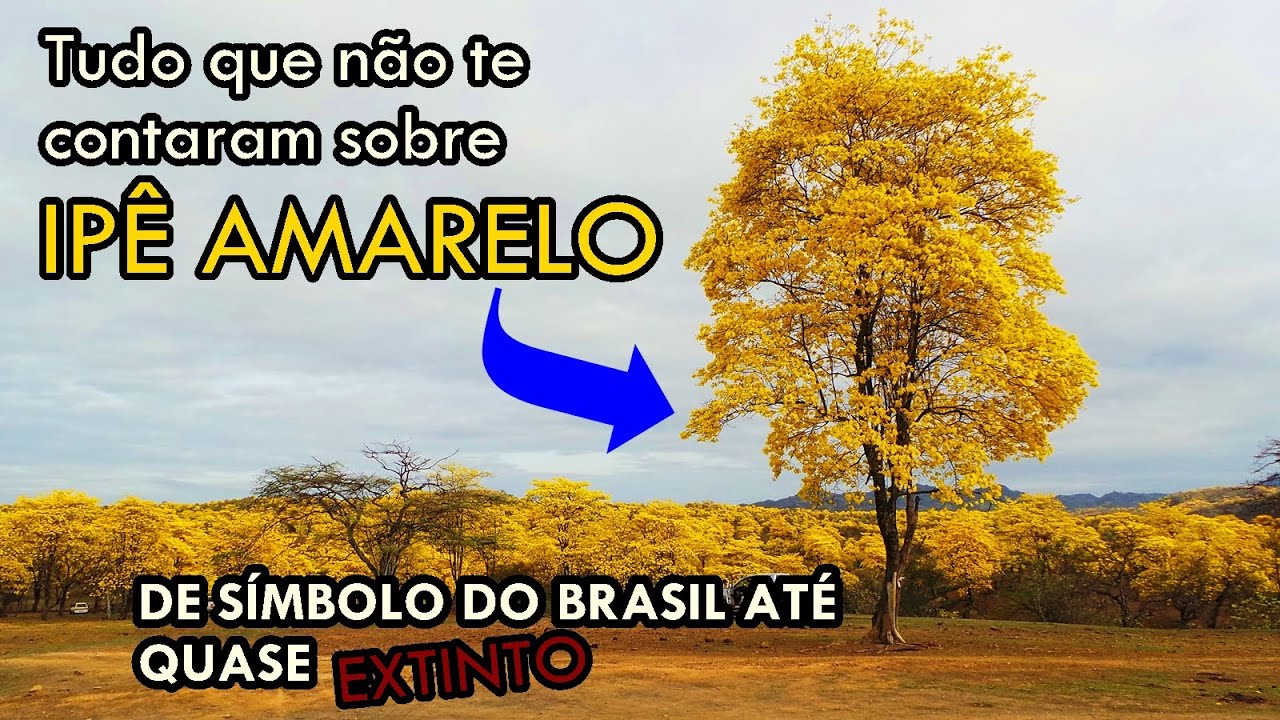 IPÊ AMARELO conheça mais de 10 ESPÉCIES da árvore e as diferenças INCRÍVEIS | Desafio conhecer Todas