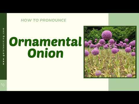 How to Say Ornamental Onion In British English