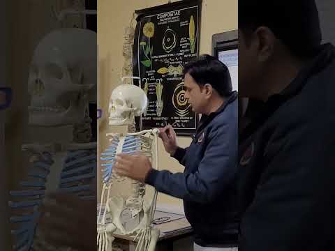 Axial Skeletal System