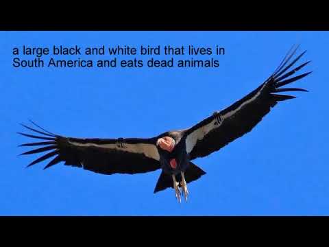 condor meaning | Vocabulary for Kids | Children's Dictionary | Learn English Vocabulary