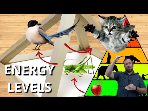 ENERGY PYRAMIDS in an Ecosystem -Producers - Primary/Secondary Consumers