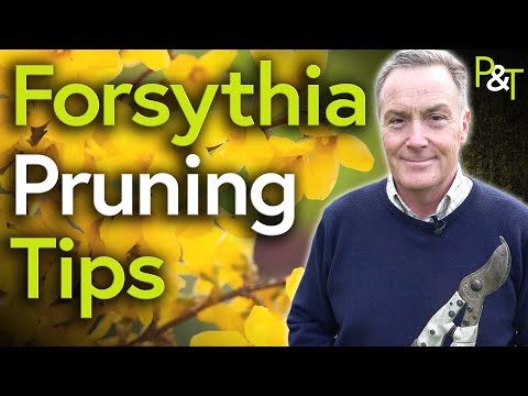 How to Prune Forsythia & Other Spring Flowering Shrubs - Pots & Trowels