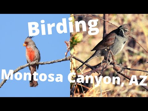 Searching for the Rare Five-Striped Sparrow in Montosa Canyon, AZ