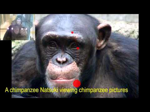 Social Attention in the Two Species of Pan: Bonobos Make More Eye Contact than Chimpanzees