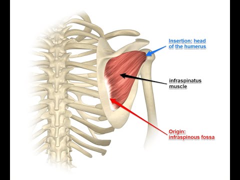 Two Minutes of Anatomy: Infraspinatus Muscle