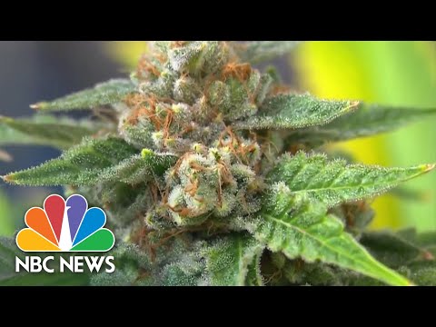 Lawmakers to address cannabis reform on 4/20