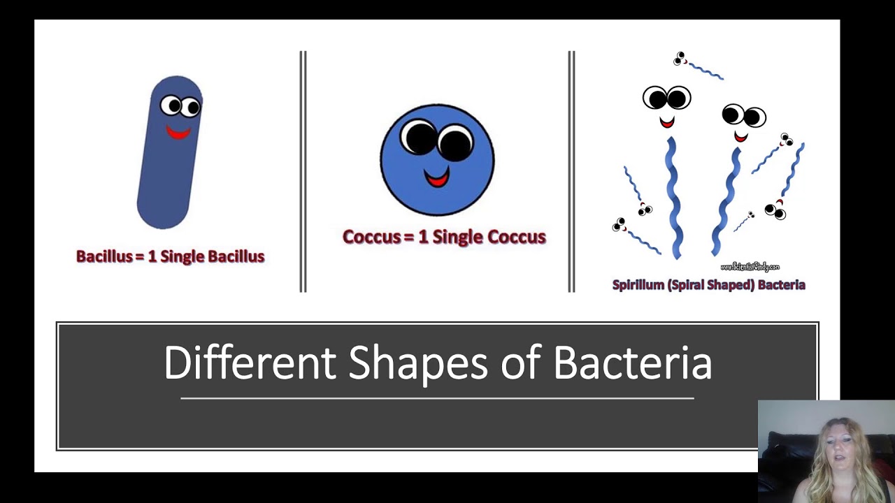 updated   microbiology study guide test 1