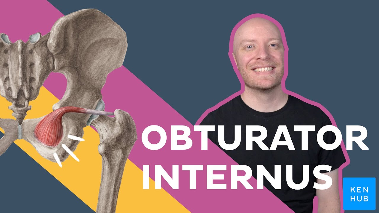 Obturator internus muscle: Anatomy and function