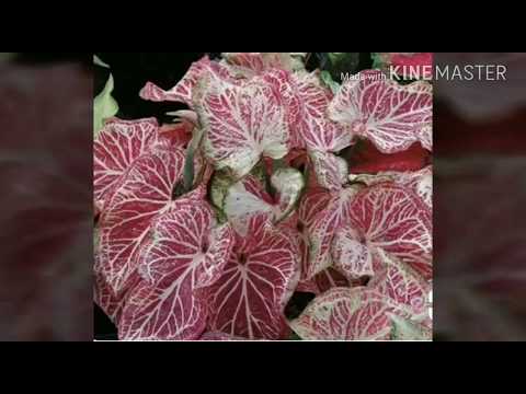 All about Caladiums