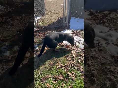 Dog for adoption - Buddy 2, an Australian Cattle Dog / Blue Heeler Mix ...