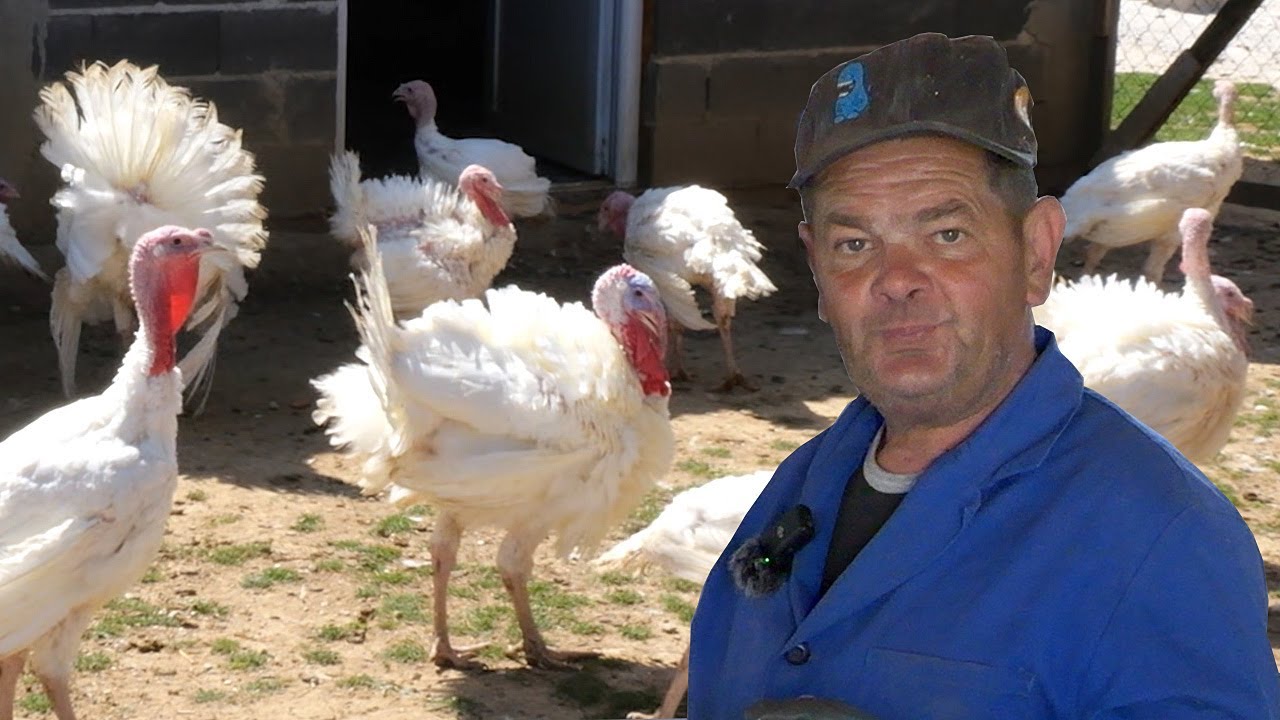 Purice, najlakše i najbrže do zarade - Jabuka.tv