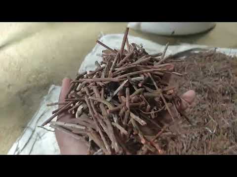 Rubia Cordifolia - Manjistha Latest Price, Manufacturers & Suppliers