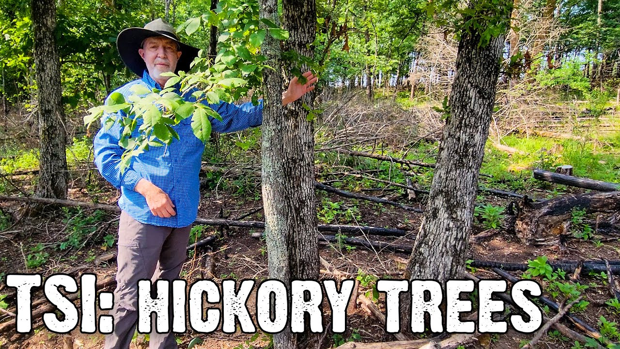 Hickory Trees - Timber Stand Improvement Tip