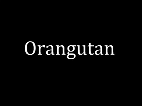 How to pronounce Orangutan