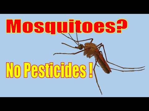 How to get rid of mosquitoes in your yard NATURALLY. No Pesticides!