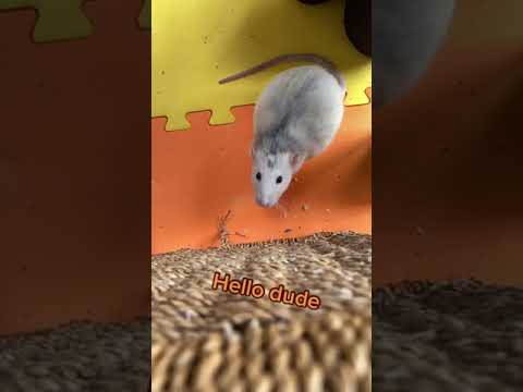 Cute Rat pets Ep-011 #Shorts