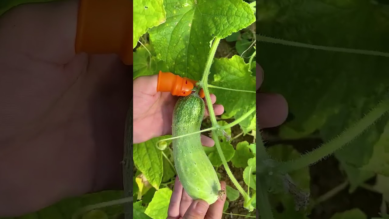 Wearable vegetable and fruit picking tool- Good tools and machinery can increase work efficiency
