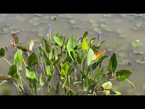 Pickerel Weed Plant Profile