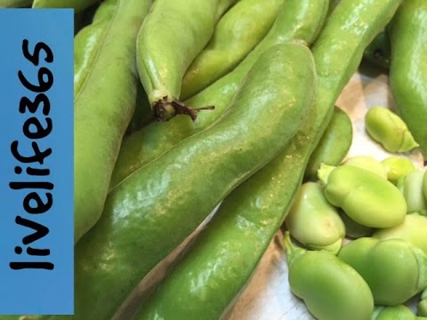 Why Eat Fava Beans?