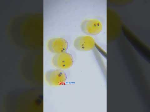 Visit: www.pvrkoicentre.com to buy pure Japanese koi fish breed