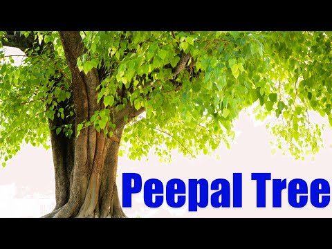 The Sacred Peepal Tree (Bodhi Tree): Botany, Spiritual Significance & Folklore of South Asia