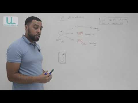 Cell differentiation NEW GCSE 9-1