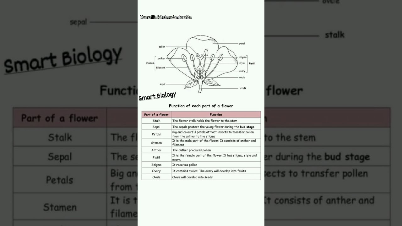 Function of each part of a flower|Biology|Science|Education