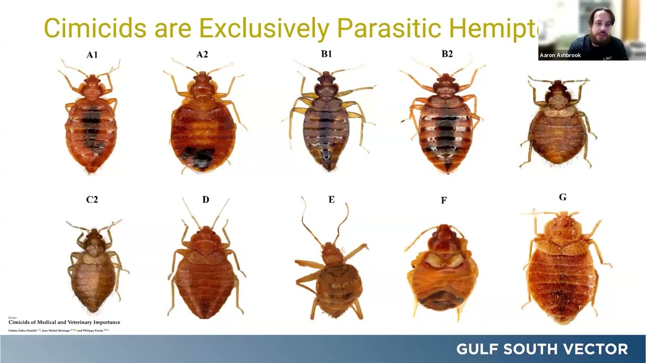 Bed Bugs Uncovered: Identifying, Preventing, and Protecting
