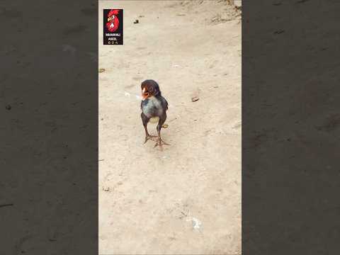 Baby chick call to his mother and father fir help#babyvideos #shortsfeed #aseelmurga #rooster