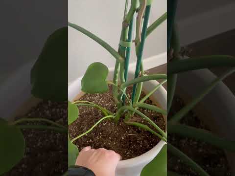 Wilted and droopy Monstera leaves