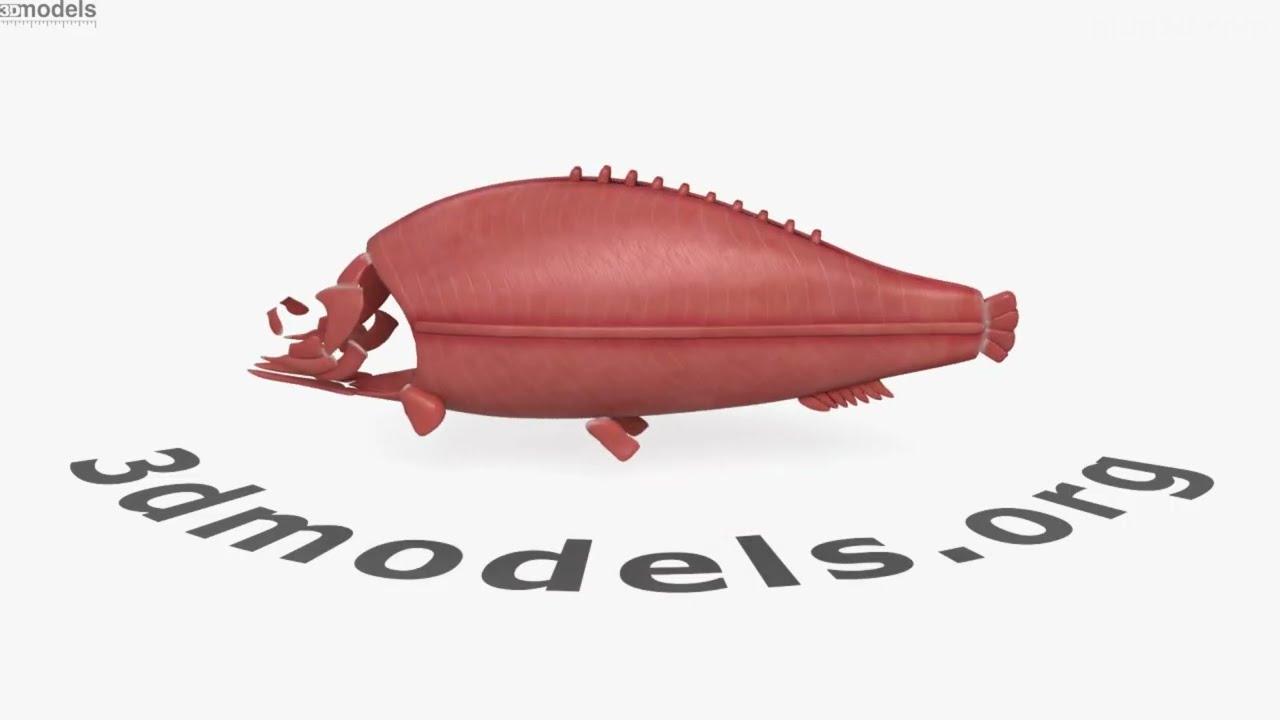 Fish Muscular System 3D model by 3DModels.org