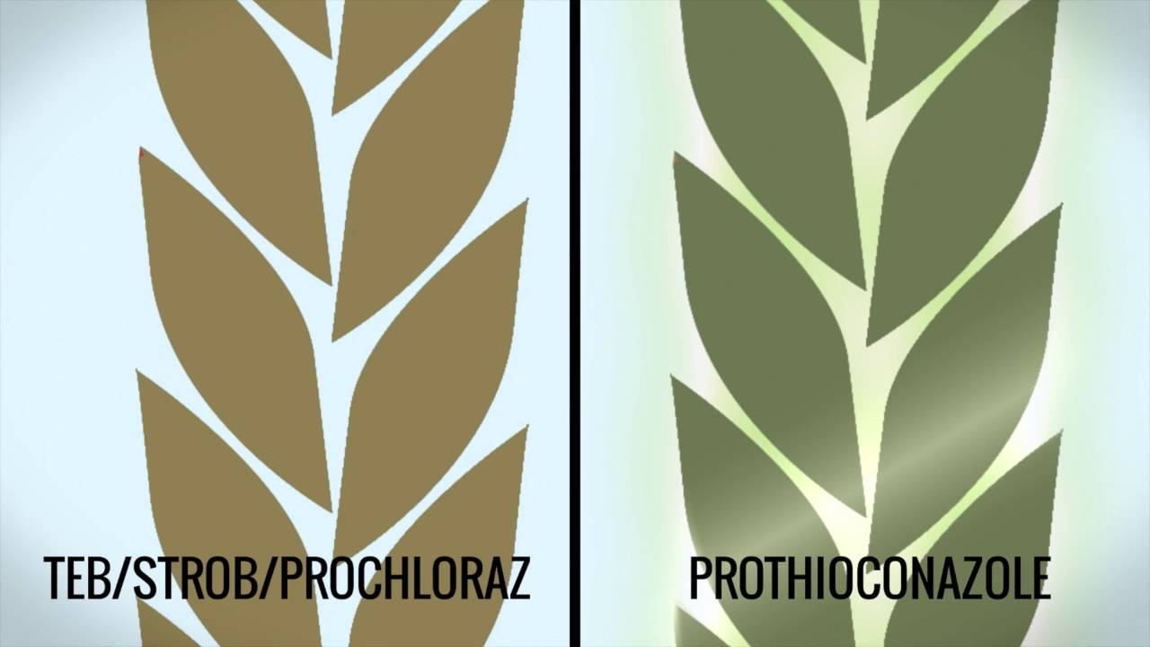 How should you be controlling Fusarium and Microdochium in wheat